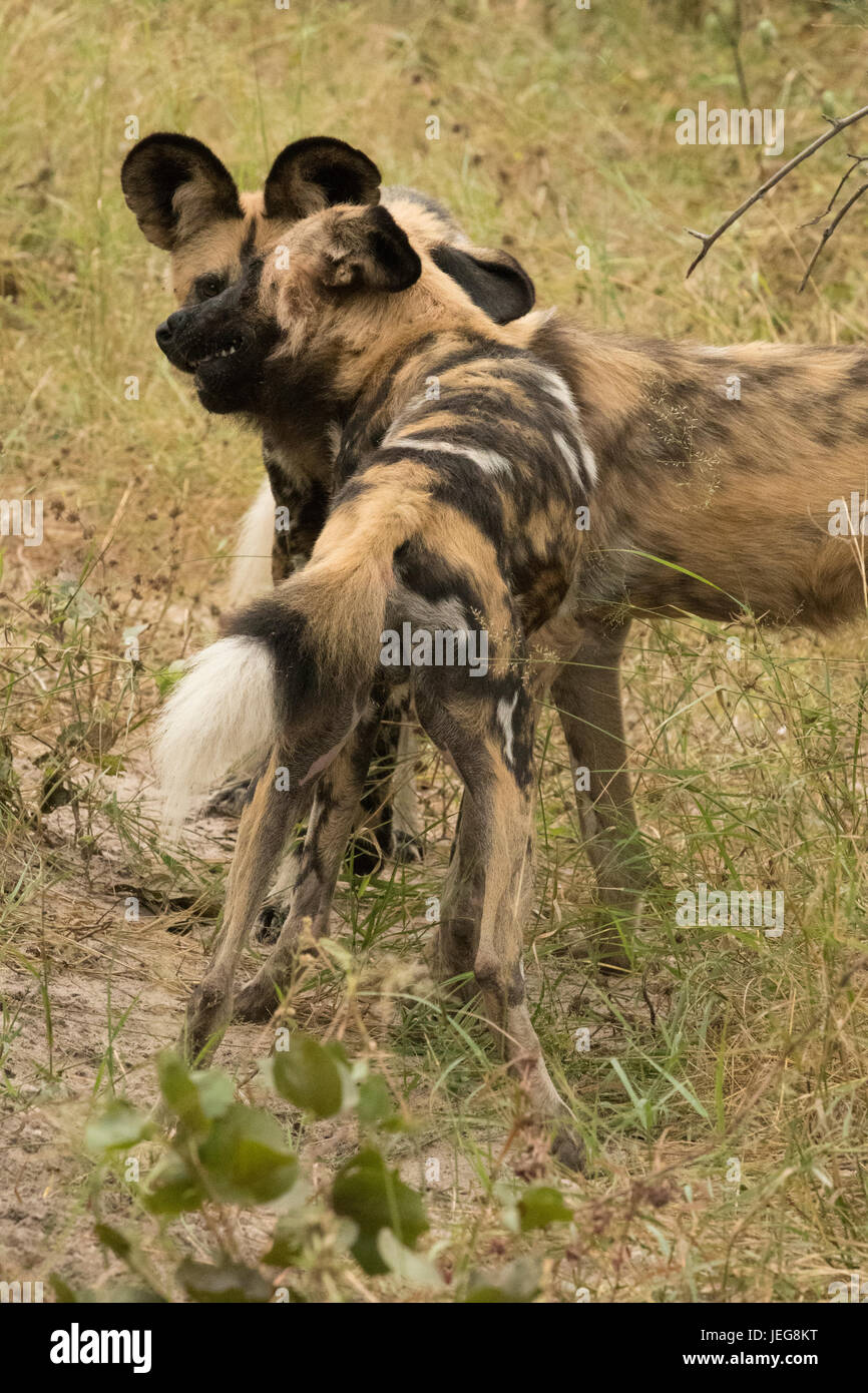 Rare nowadays to see a large pack of cape hunting dogs (Lycaon rictus ...