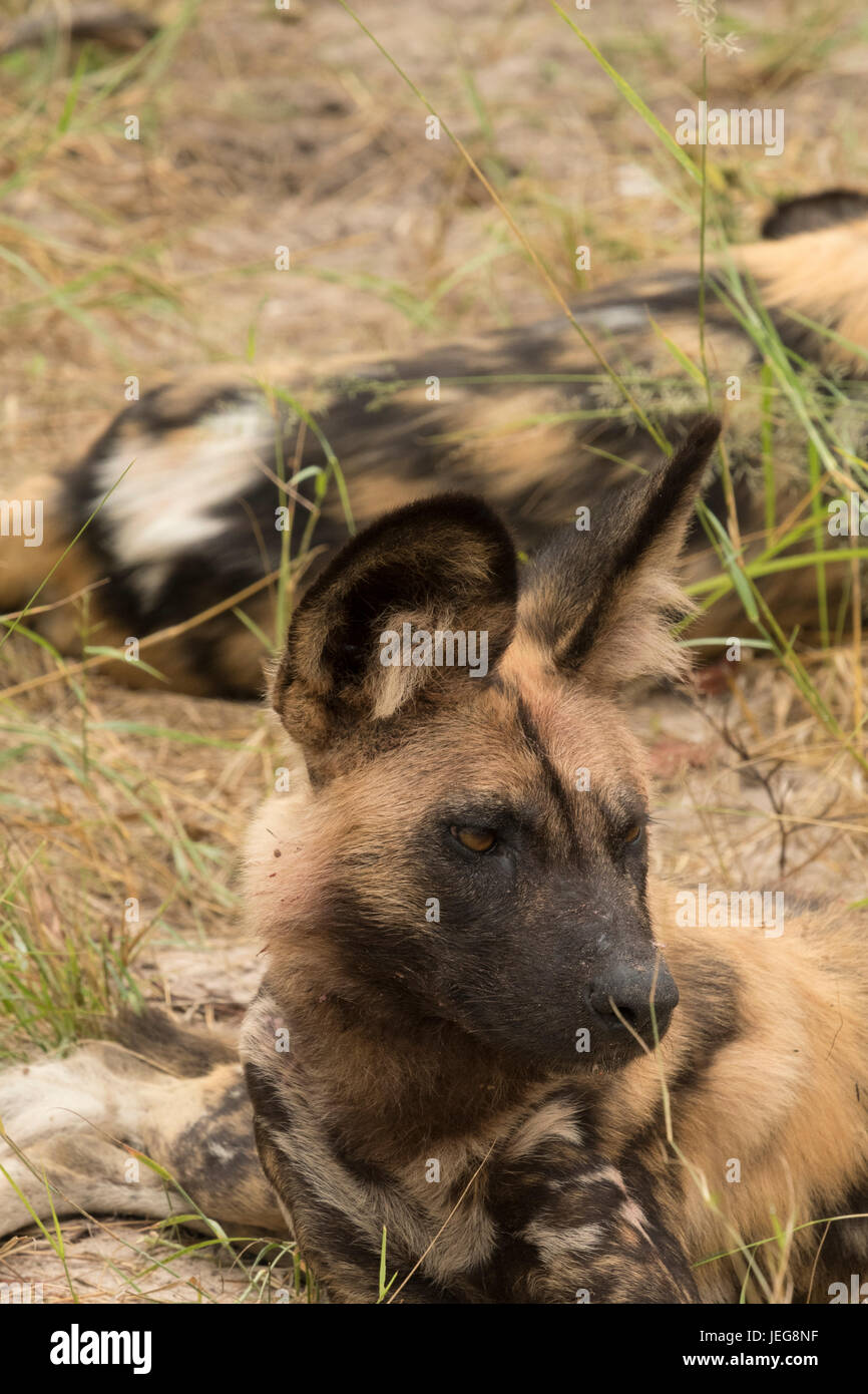 Rare nowadays to see a large pack of cape hunting dogs (Lycaon rictus ...