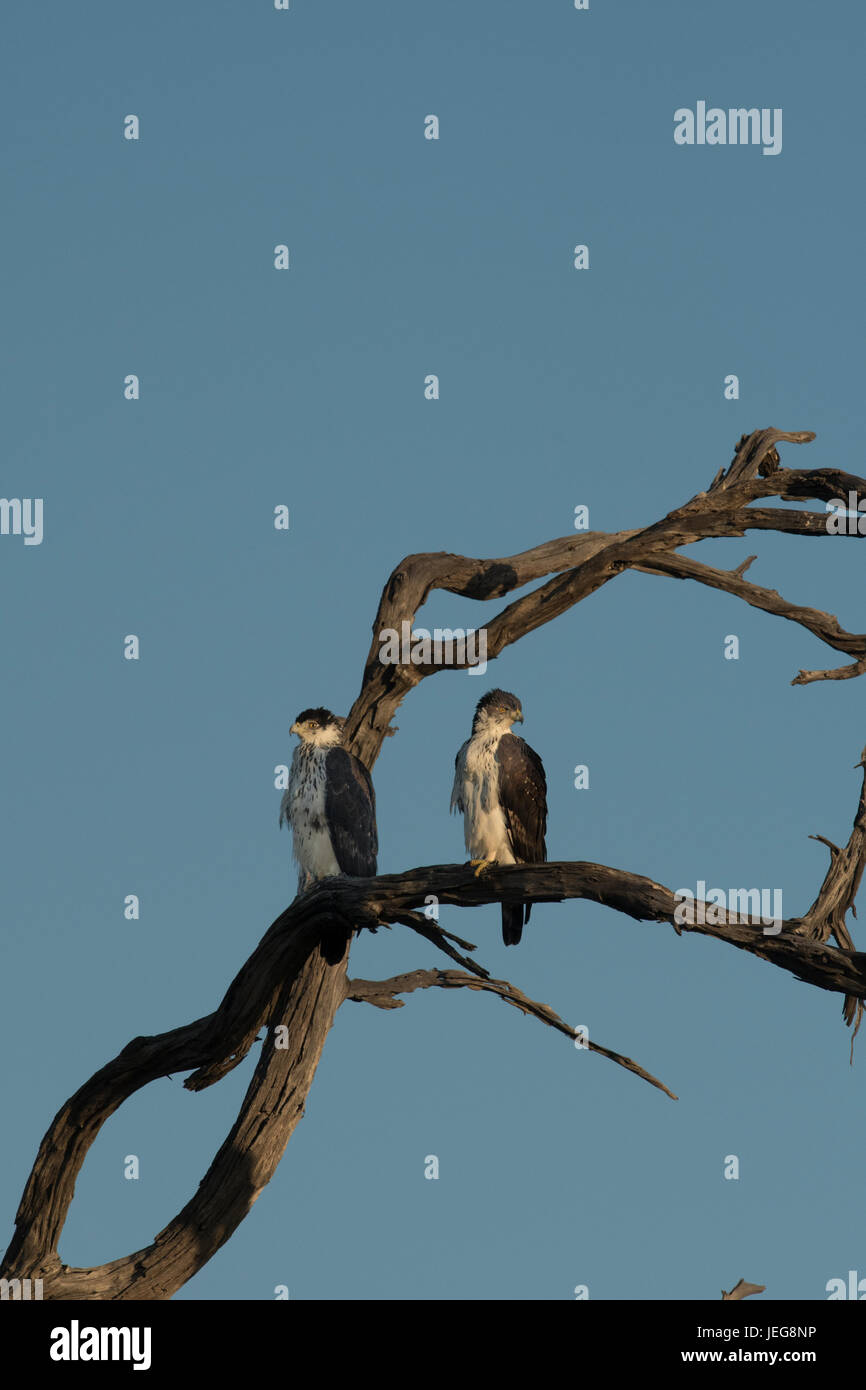 African Hawk Eagle in flight Stock Photo - Alamy