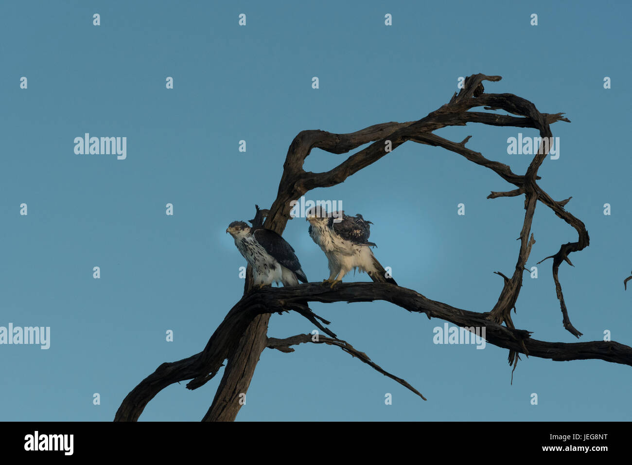 African Hawk Eagle in flight Stock Photo - Alamy