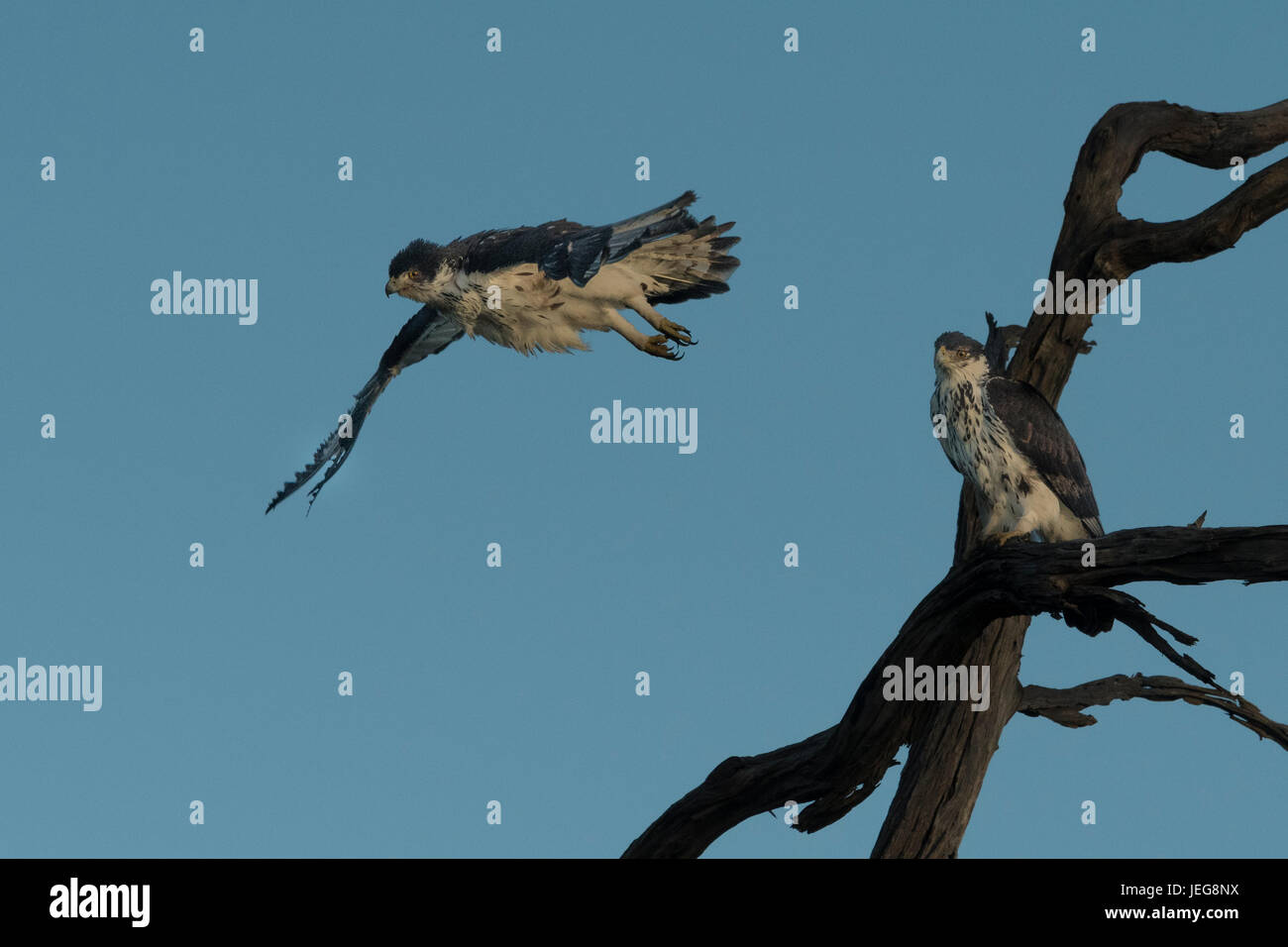 African Hawk Eagle in flight Stock Photo - Alamy
