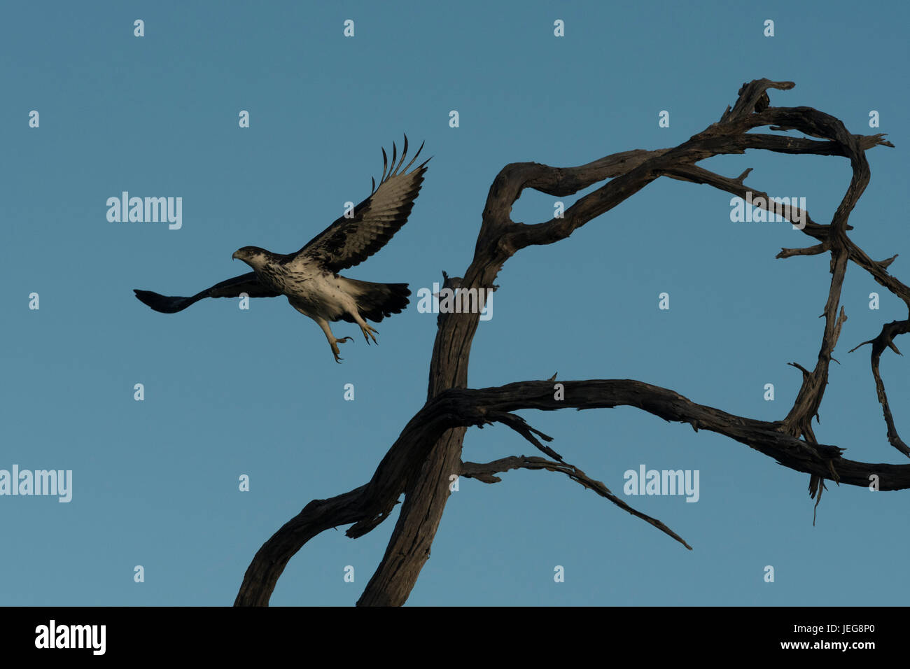 African Hawk Eagle in flight Stock Photo - Alamy