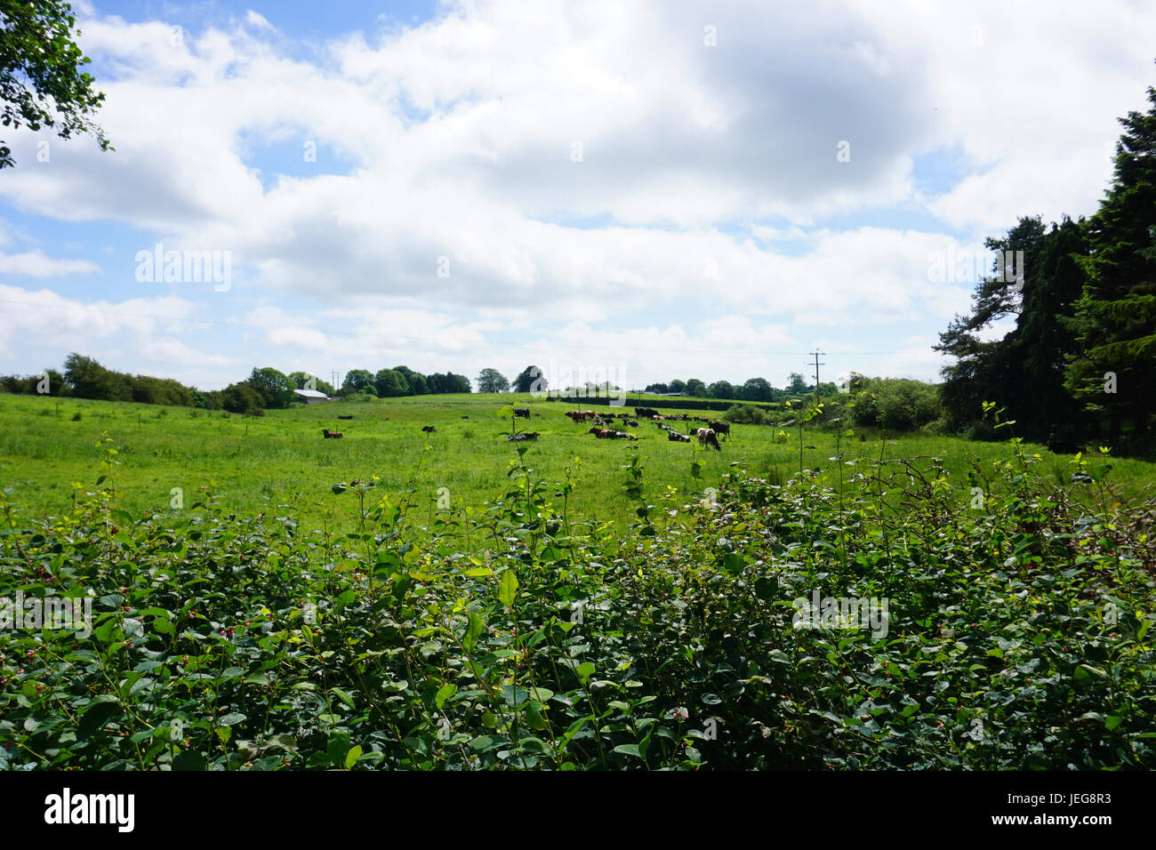 Ireland county tyrone omagh hi-res stock photography and images - Alamy