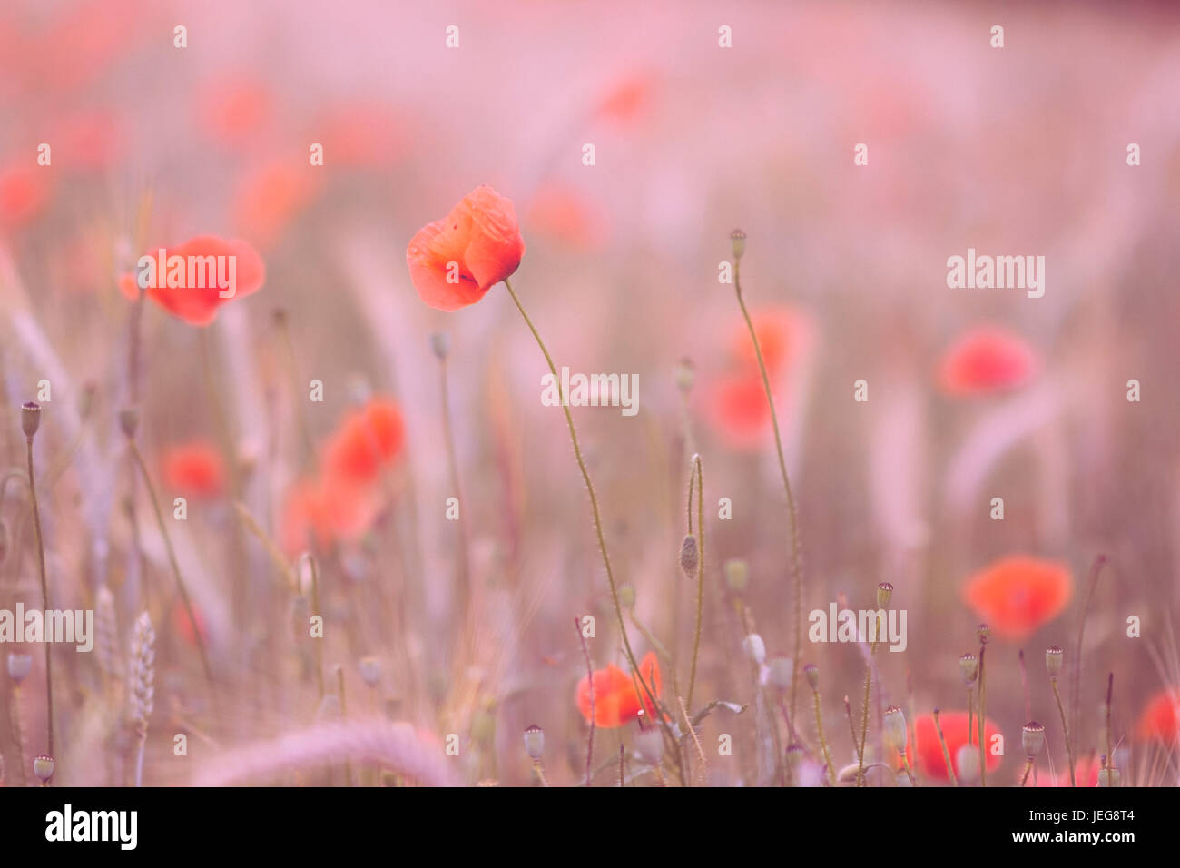 Poppy flowers in sunset Stock Photo - Alamy