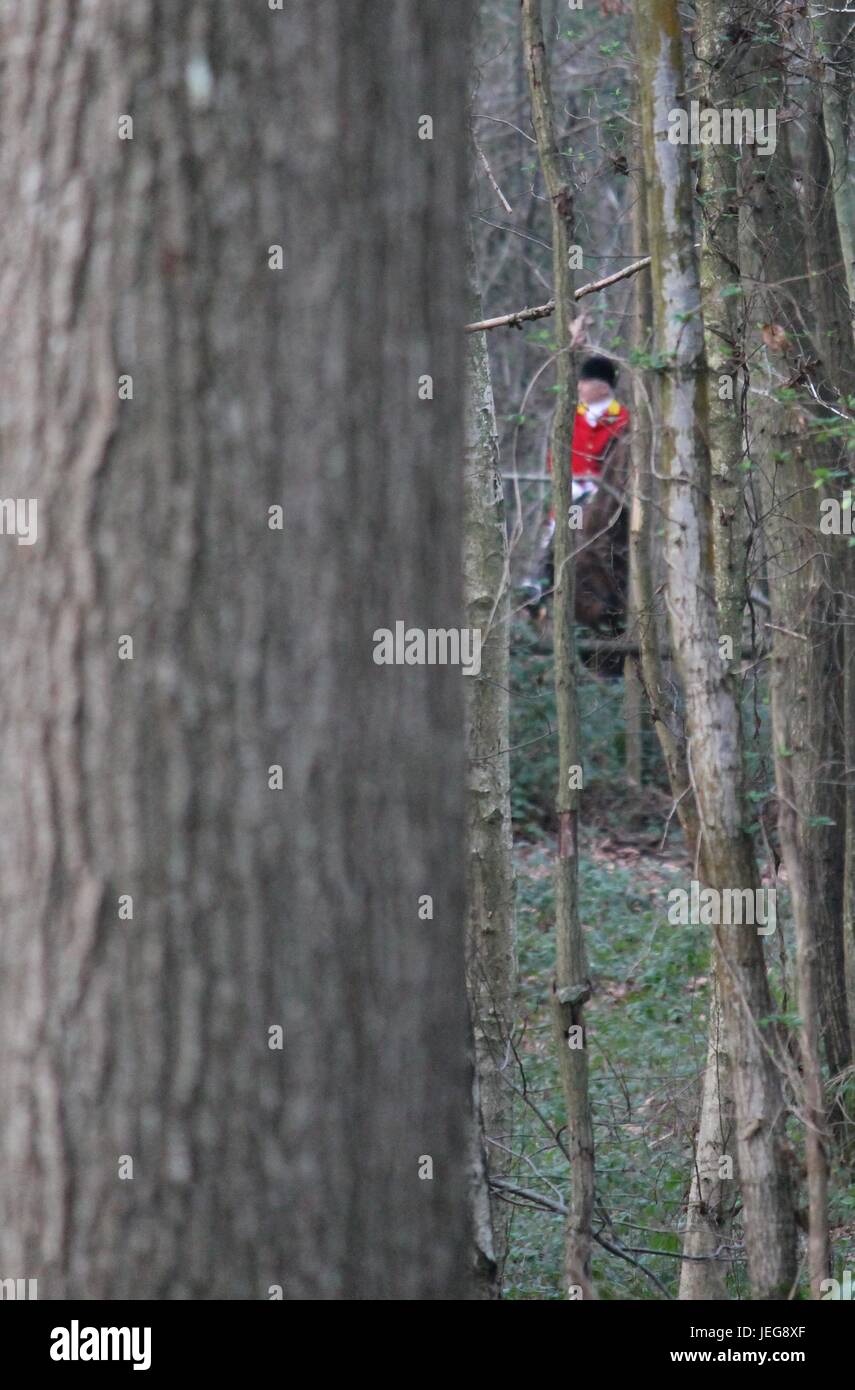 Fox stock image hi-res stock photography and images - Alamy