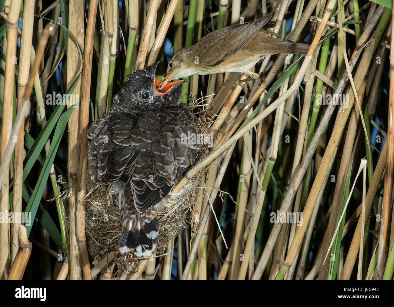 Parasitic Cuckoo being fed by Reed Warbler Stock Photo - Alamy