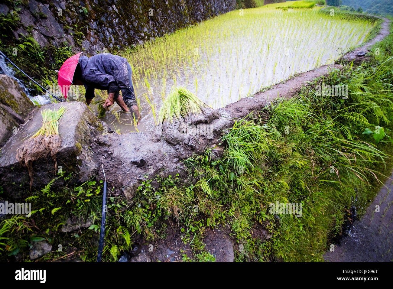 Farmer in red umbrella planting rice during rainy season at Banaue Rice ...