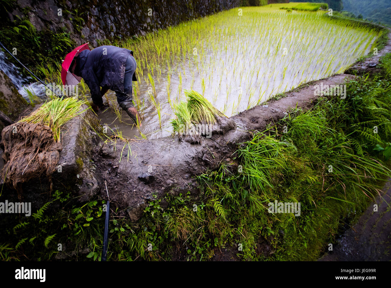 Farmer in red umbrella planting rice during rainy season at Banaue Rice ...