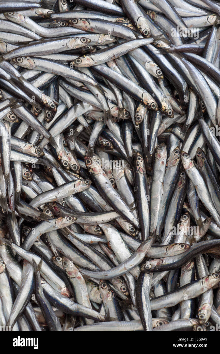 Fresh for sale at a fish market Stock Photo - Alamy