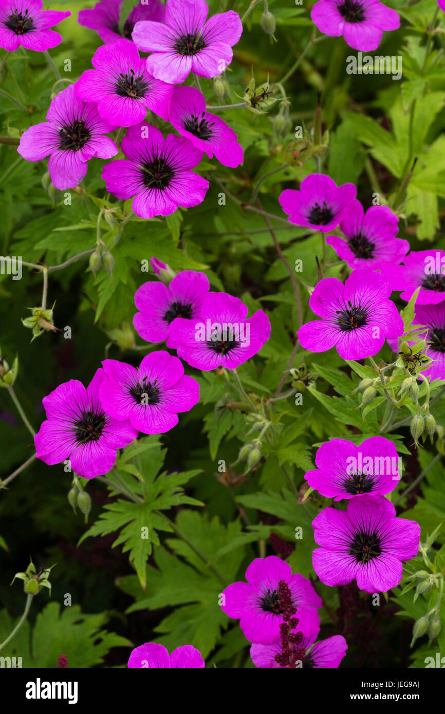 Dark eyed magenta flowers of the sprawling hardy geranium, Geranium ...
