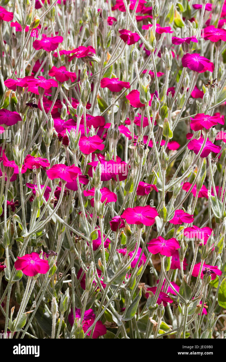 Silvery foliage and red-pink flowers ofthe summer flowering perennial ...