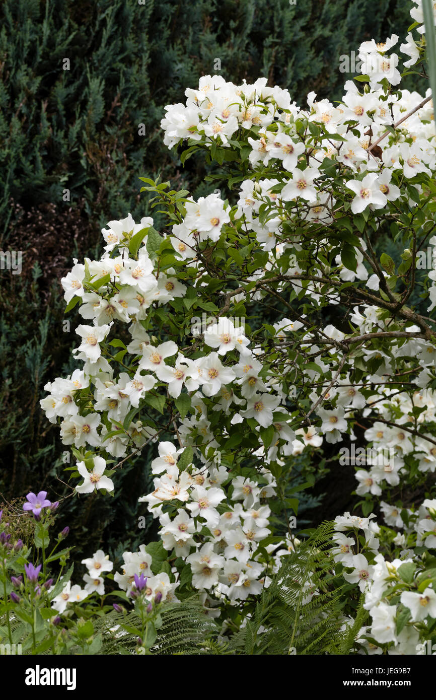 Massed white scented flowers of the hardy mock orange, Philadelphus ...