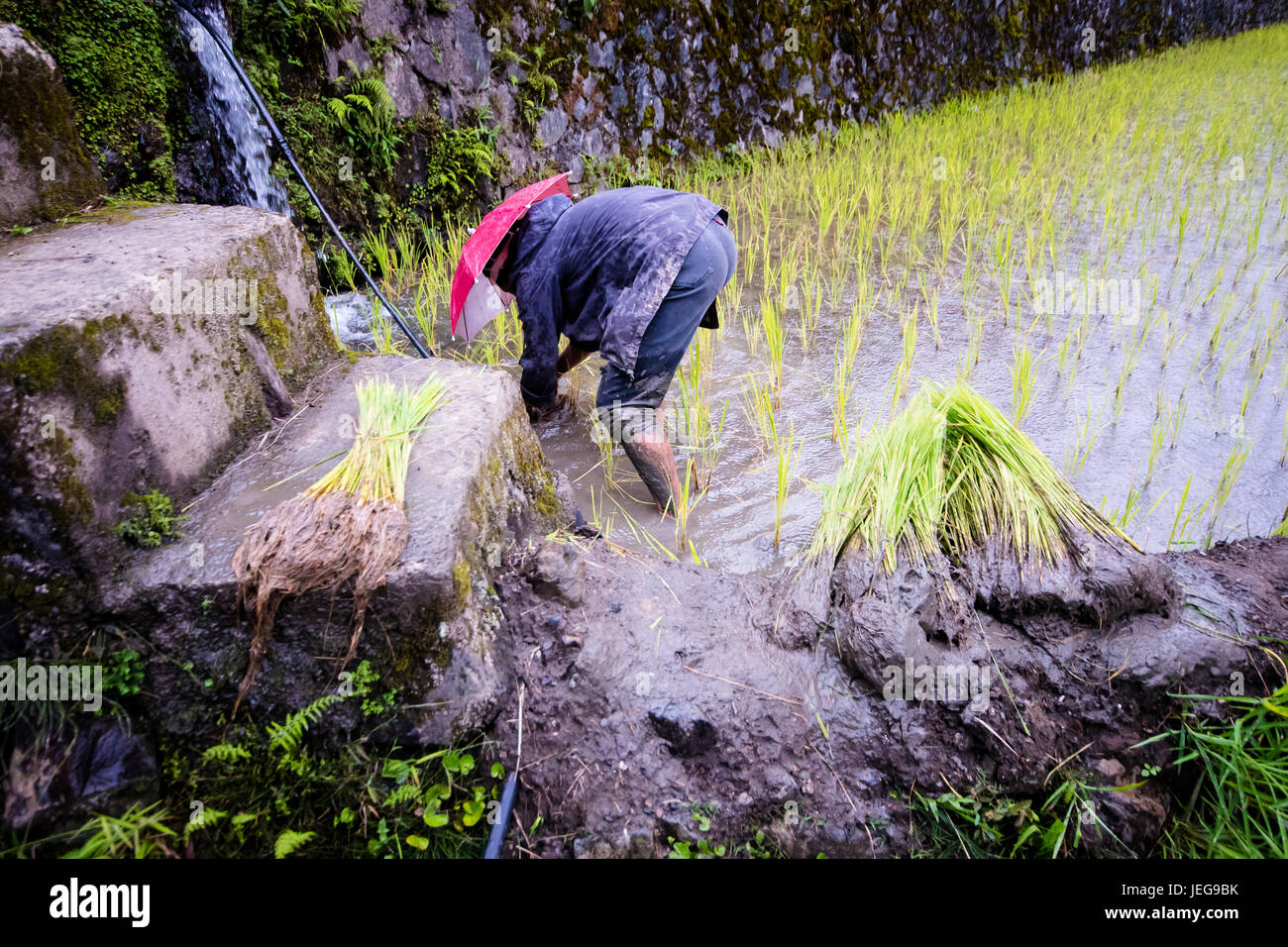 Farmer in red umbrella planting rice during rainy season at Banaue Rice ...
