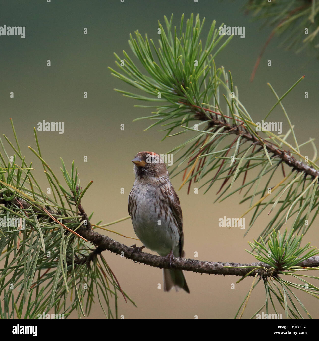 Scottish garden bird hi-res stock photography and images - Alamy