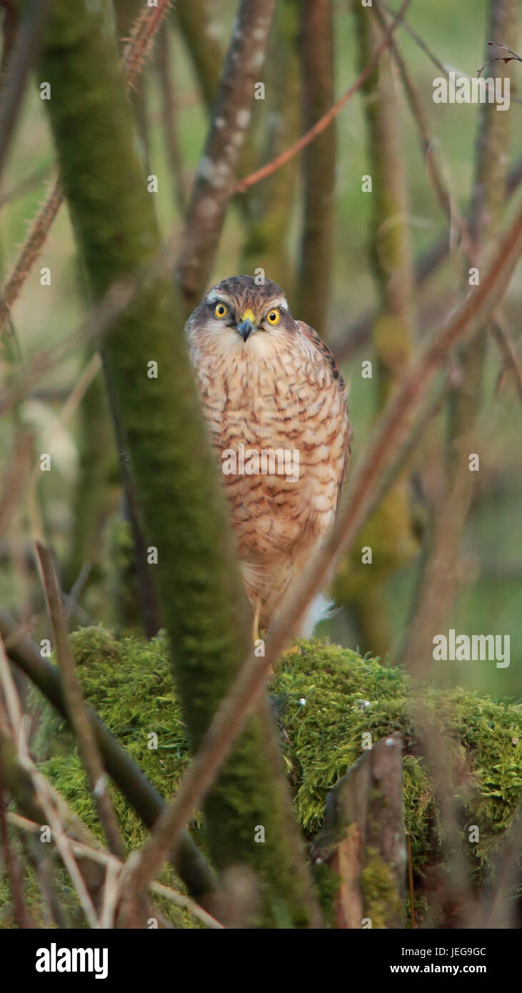 British sparrowhawk hi-res stock photography and images - Alamy