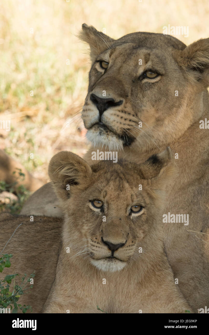 Lioness And Cubs High Resolution Stock Photography and Images - Alamy