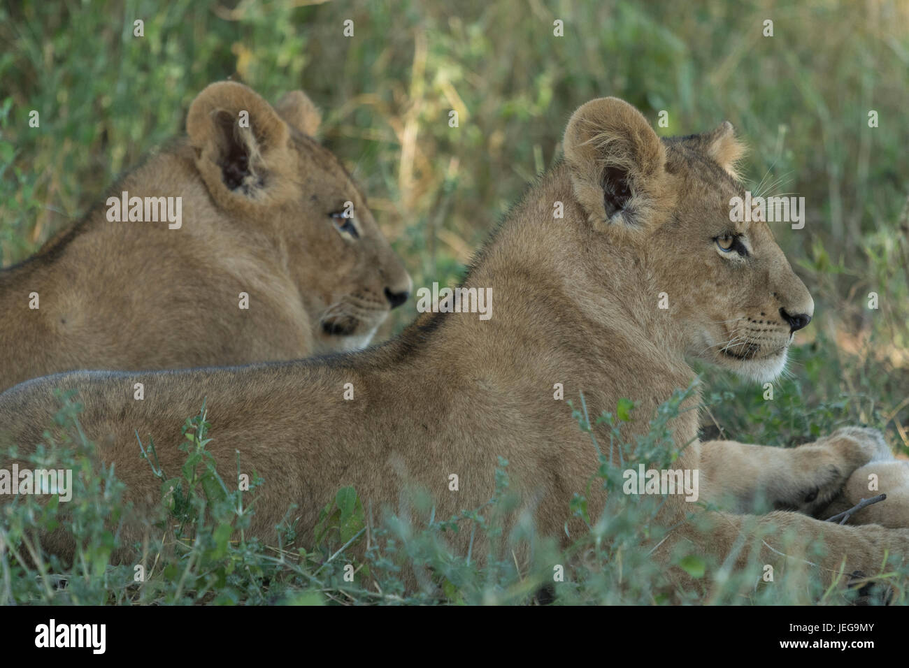 Two lionesses (Panthera leo) in the Okavango Delta Botswana Stock Photo ...