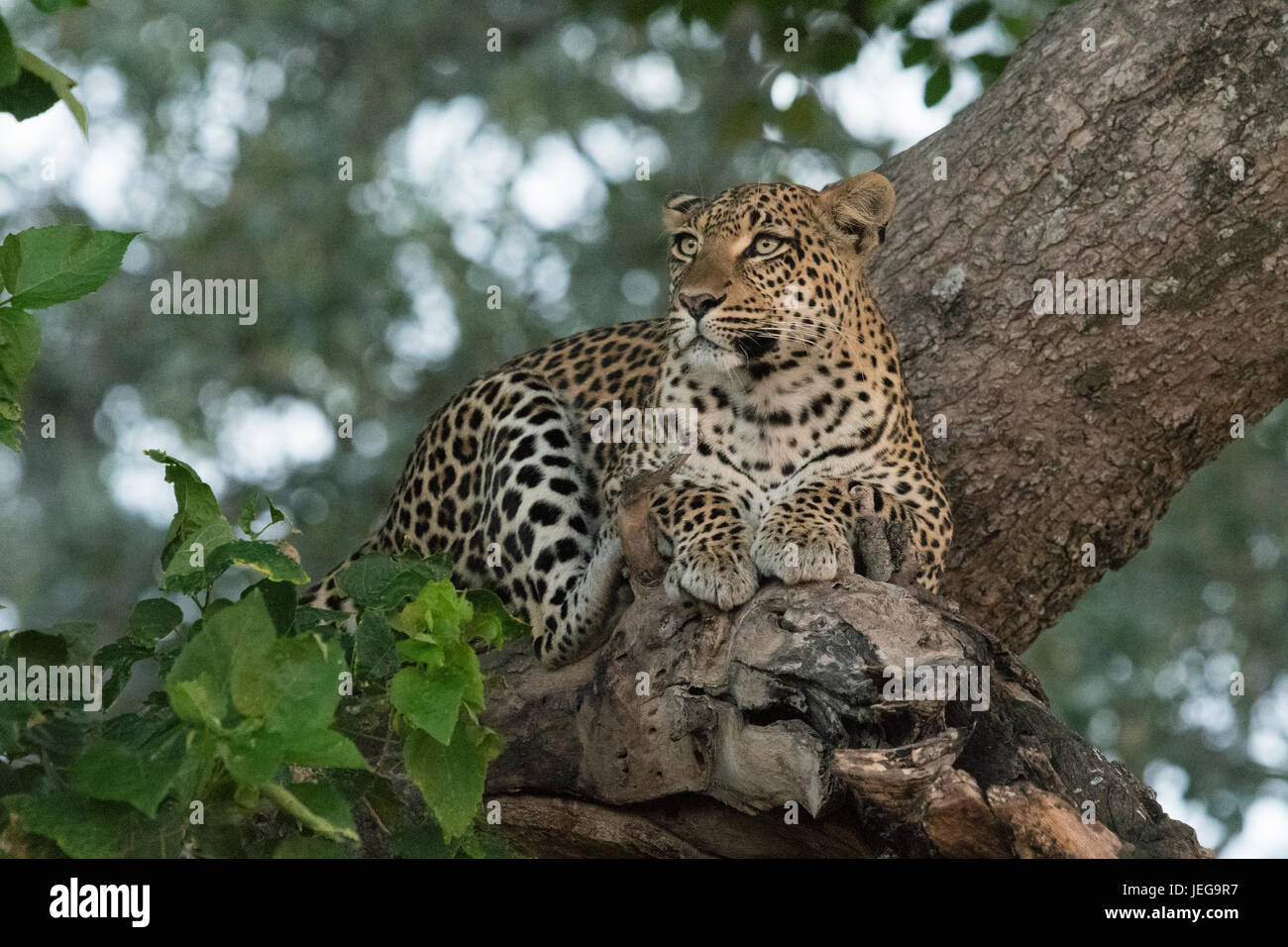 Female leopard resting in tree Stock Photo - Alamy