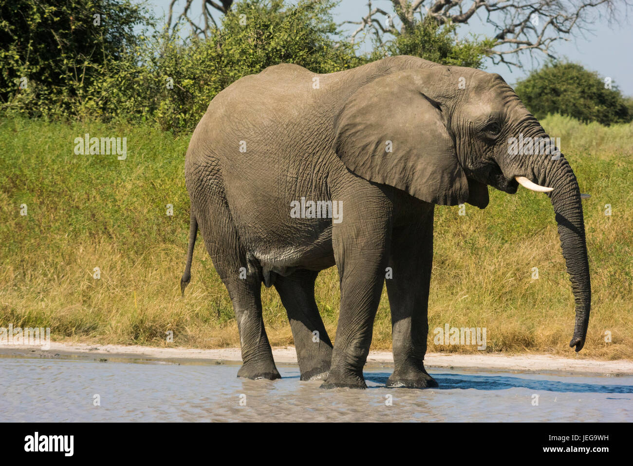 Elephantus hi-res stock photography and images - Alamy