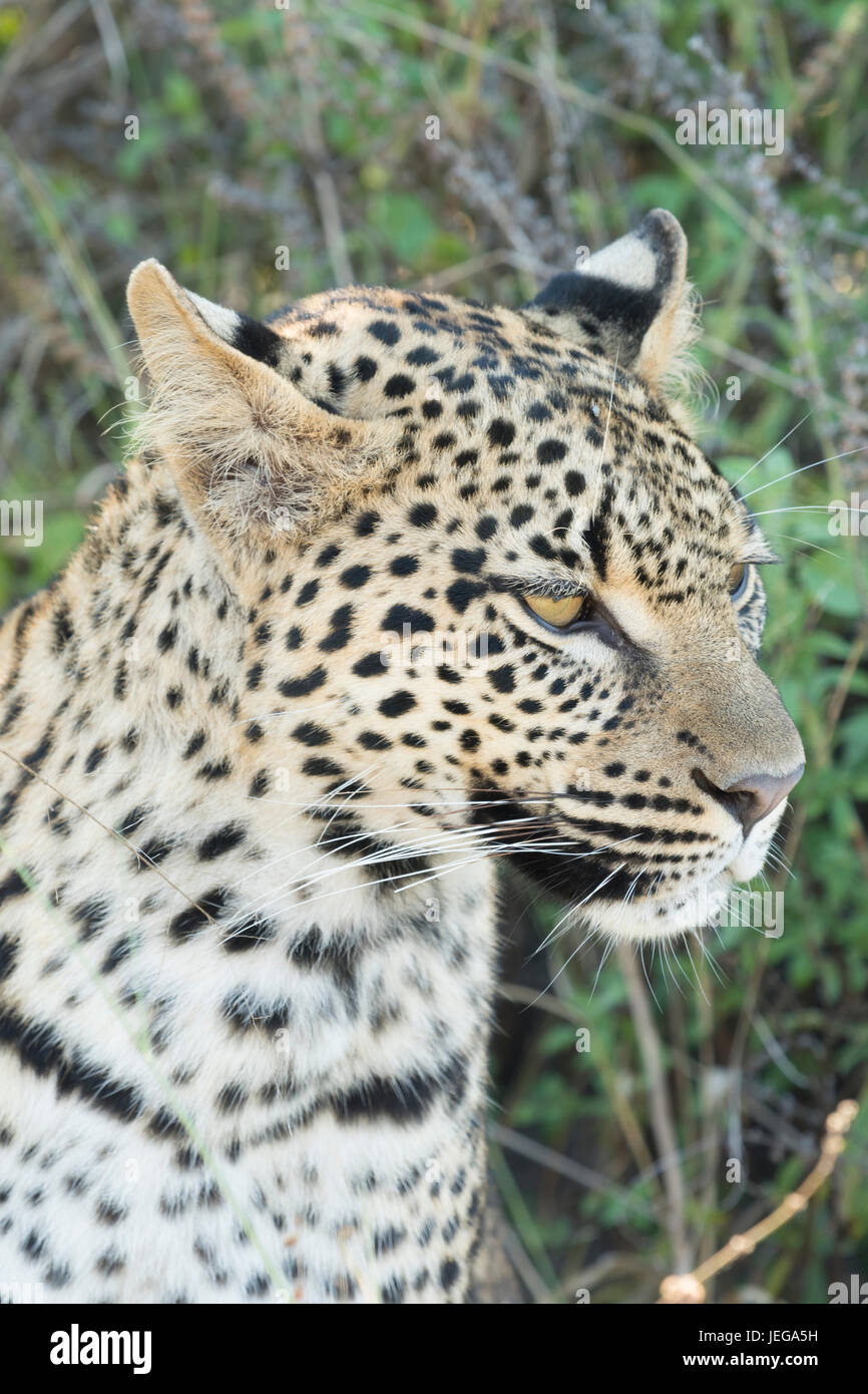Female leopard (Panthera pardus) alone in the Okavango Delta. She is ...