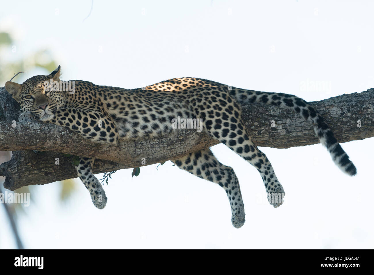 Female Leopard Lying On Tree High Resolution Stock Photography and ...