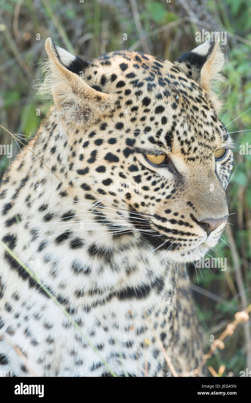 Female leopard (Panthera pardus) alone in the Okavango Delta. She is ...