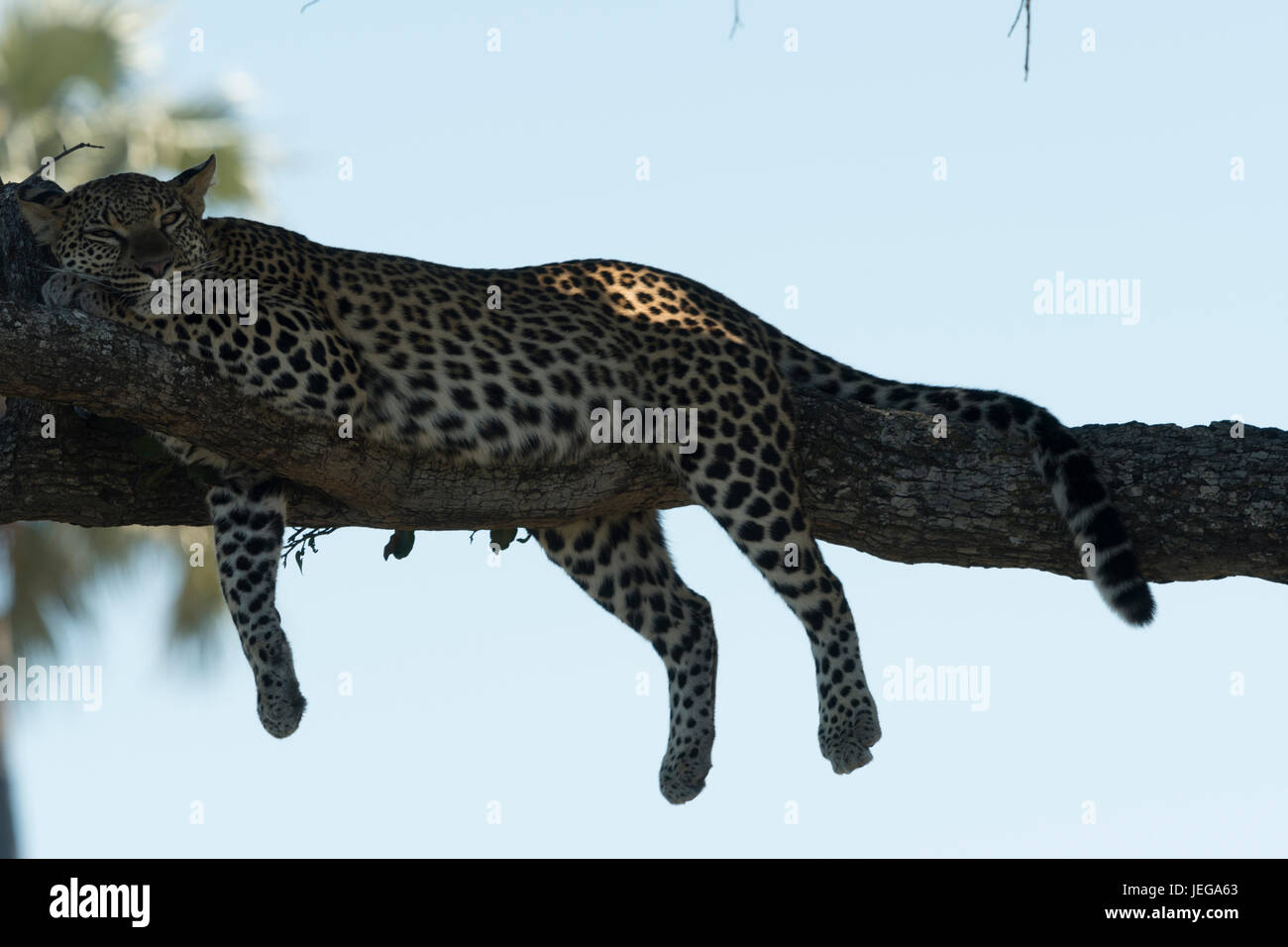 Female Leopard Lying On Tree High Resolution Stock Photography and ...