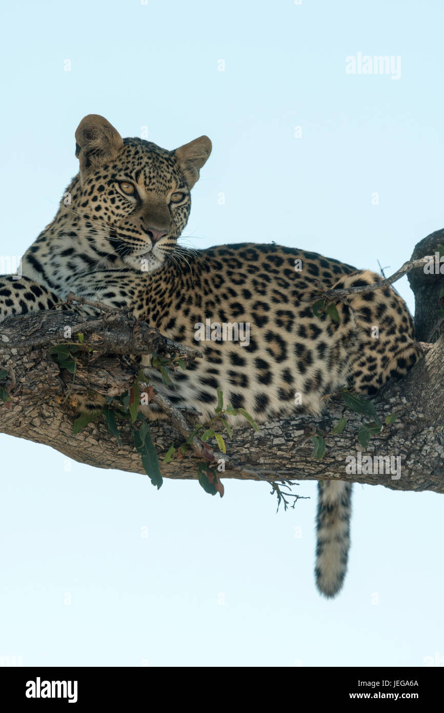 Leopard in tree Stock Photo - Alamy