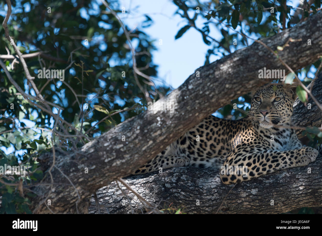 Leopard in tree hi-res stock photography and images - Alamy
