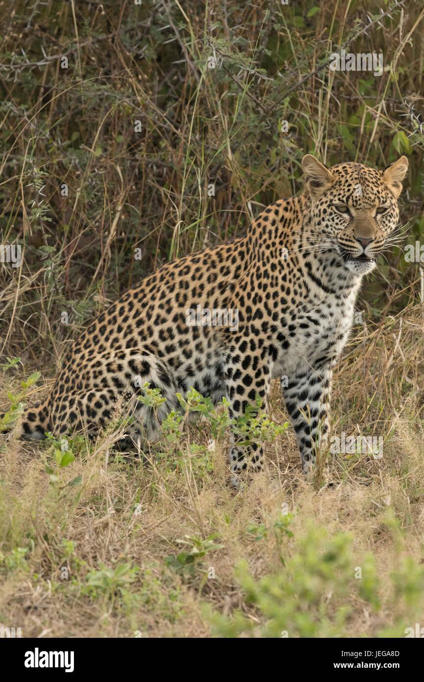 Female leopard alone in the Okavango Delta. She is Pula's daughter ...