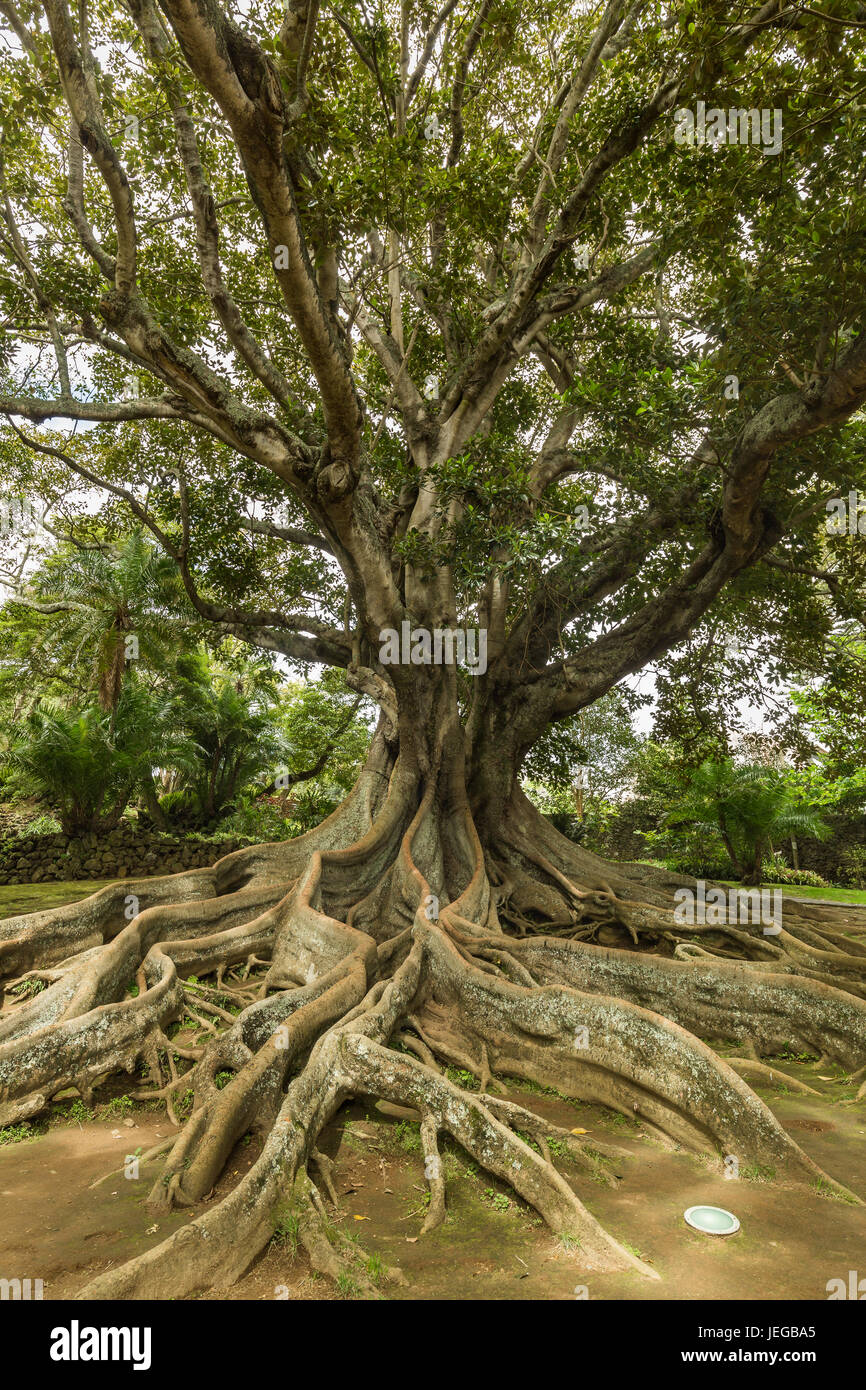 Ficus macrophylla, Australia. Antonio Borges Botanical Garden in Ponta ...