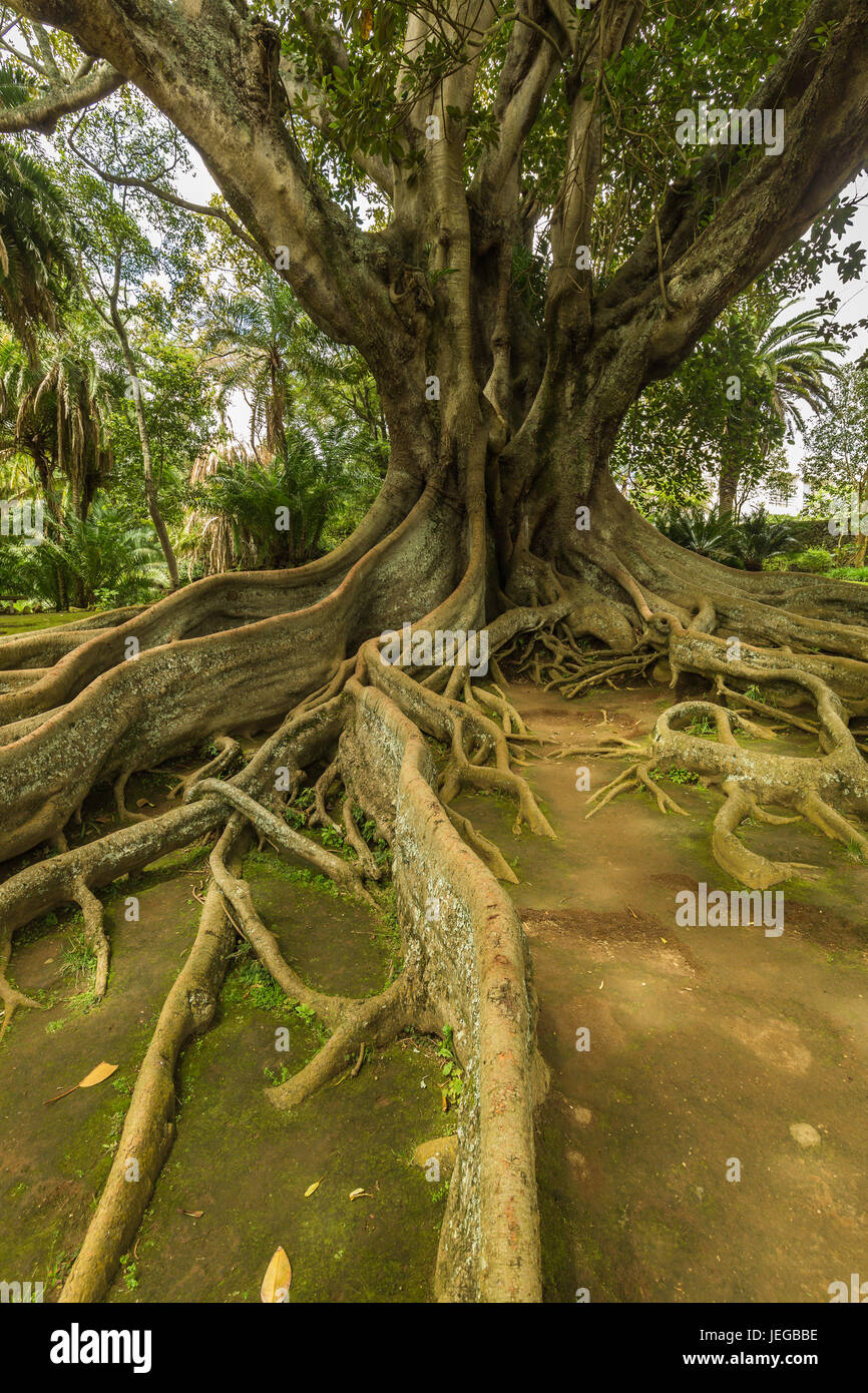 Ficus macrophylla, Australia. Antonio Borges Botanical Garden in Ponta ...