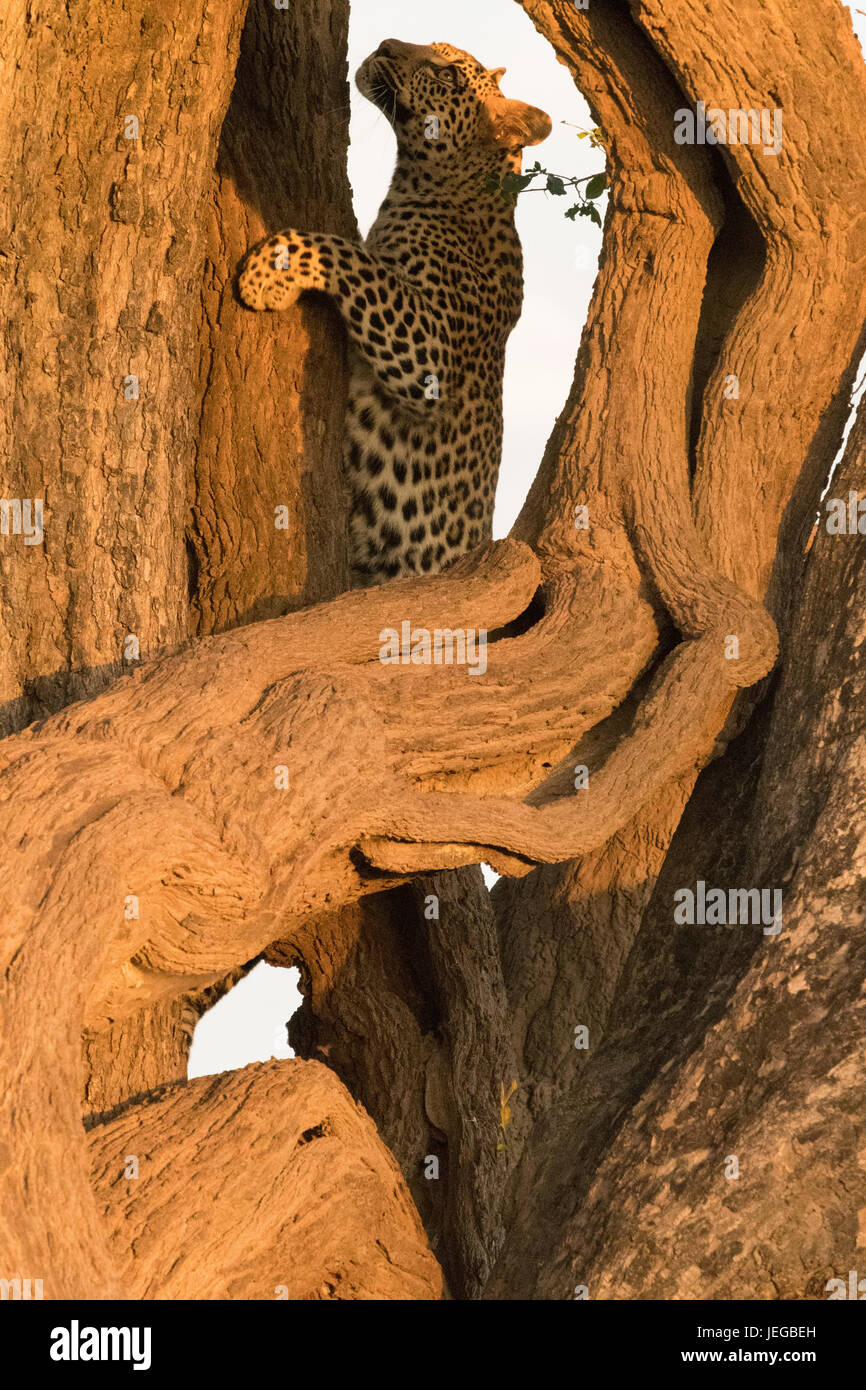 Leopard in tree Stock Photo - Alamy