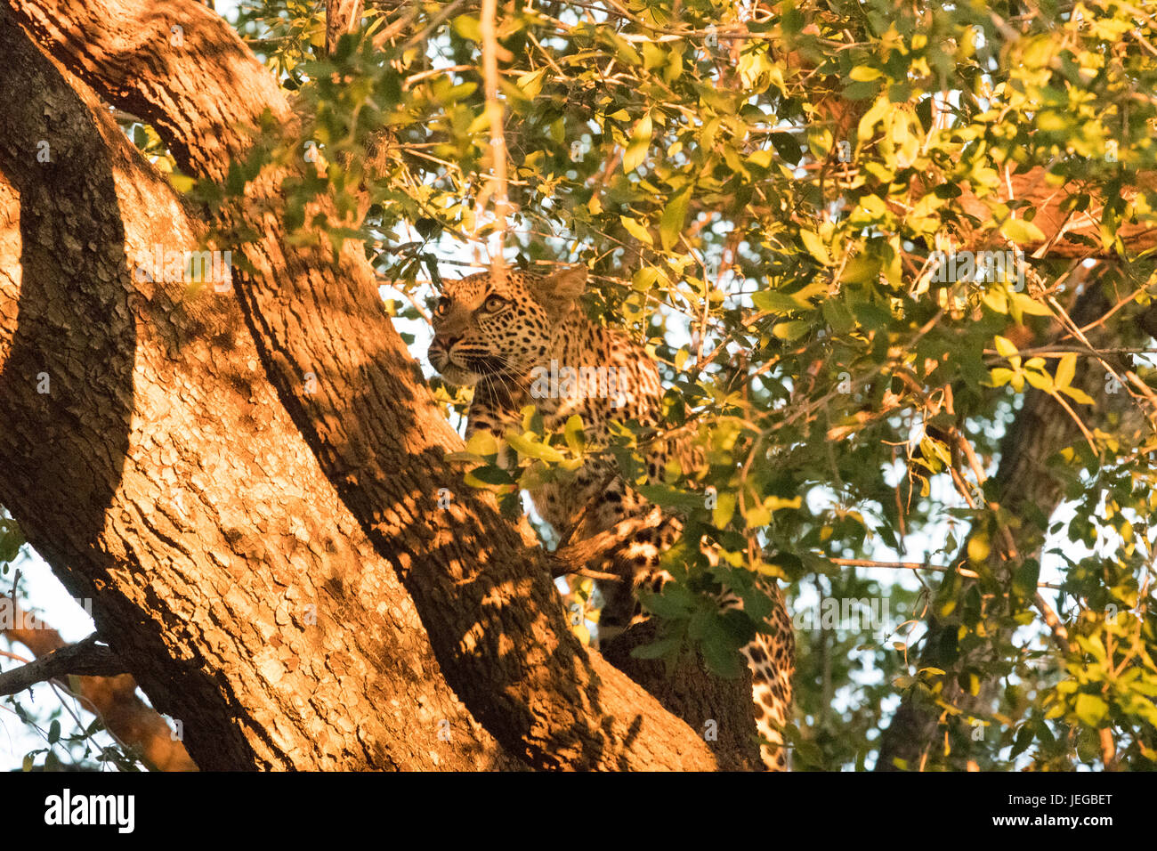 Leopard in tree Stock Photo - Alamy