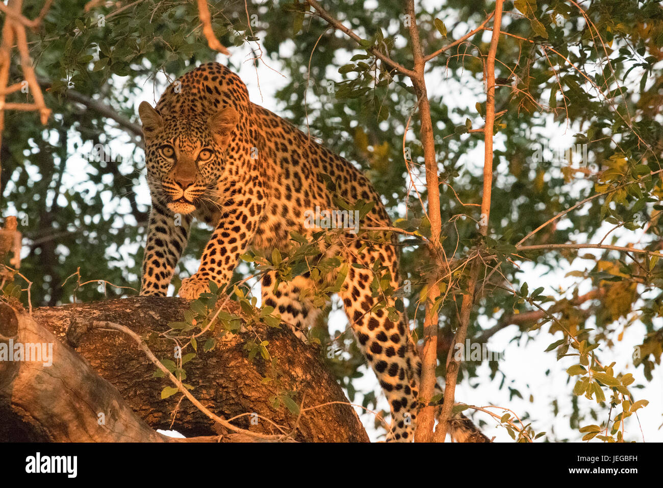 Leopard in tree Stock Photo - Alamy