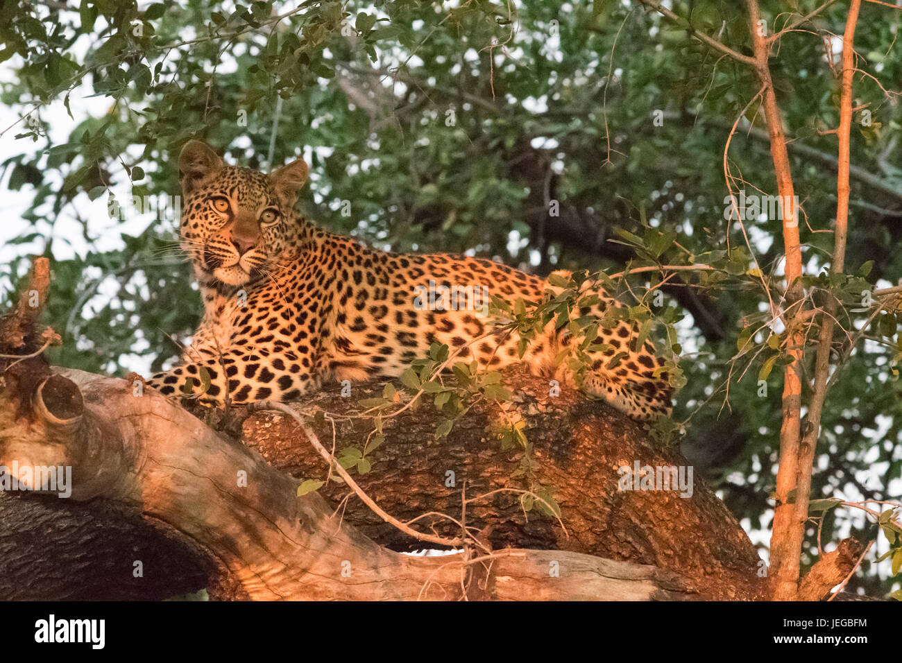 Leopard in tree Stock Photo - Alamy