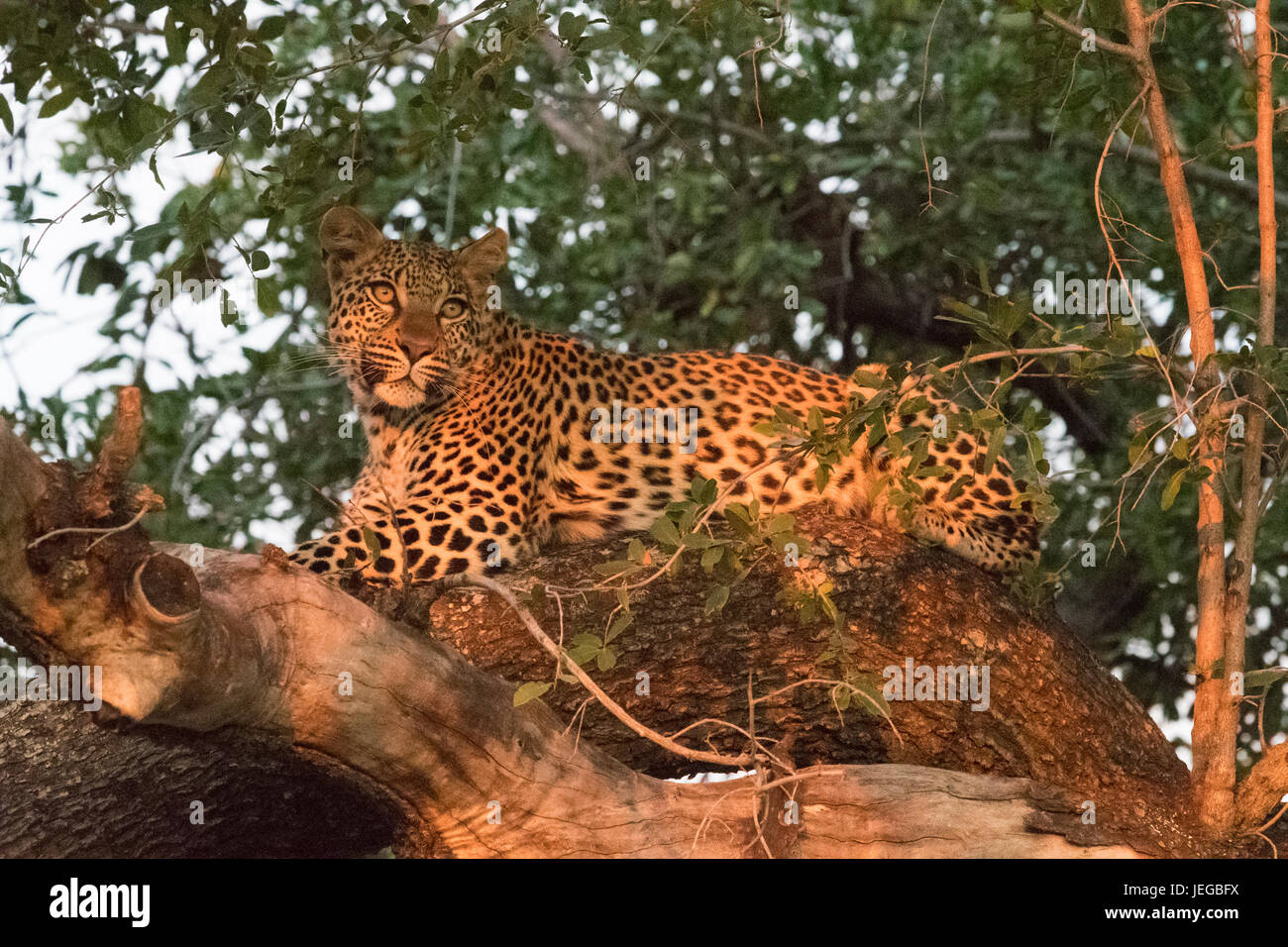 Leopard in tree Stock Photo - Alamy