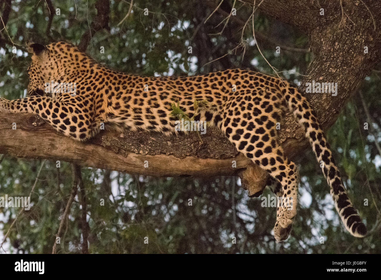 Leopard in tree Stock Photo - Alamy