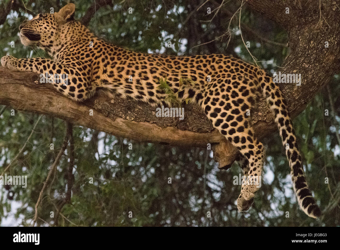 Leopard in tree Stock Photo - Alamy