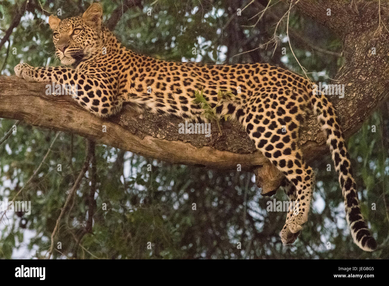 Leopard in tree Stock Photo - Alamy
