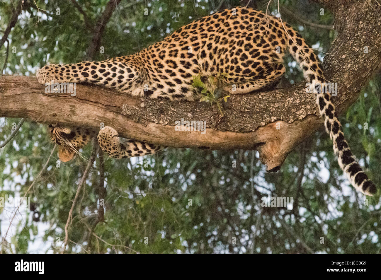 Leopard in tree Stock Photo - Alamy