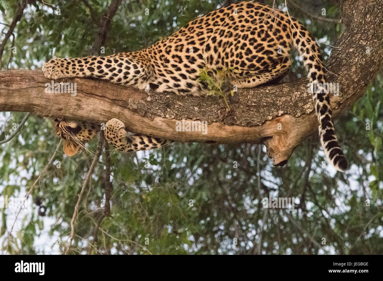 Leopard in tree Stock Photo - Alamy
