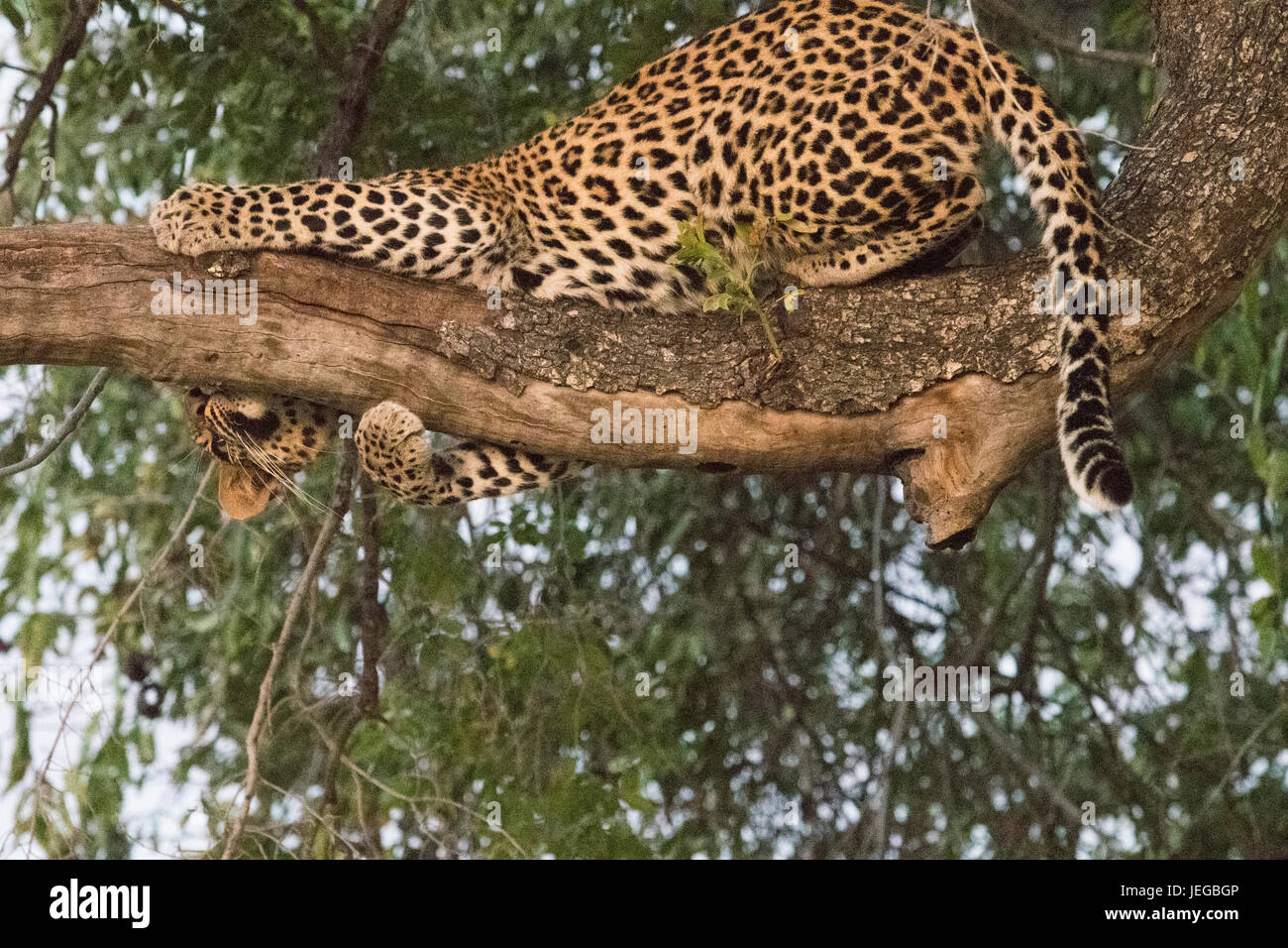 Leopard in tree Stock Photo - Alamy