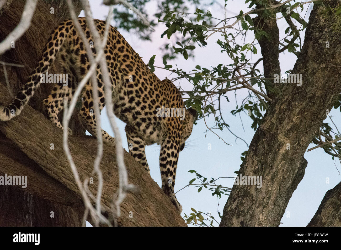 Leopard in tree Stock Photo - Alamy