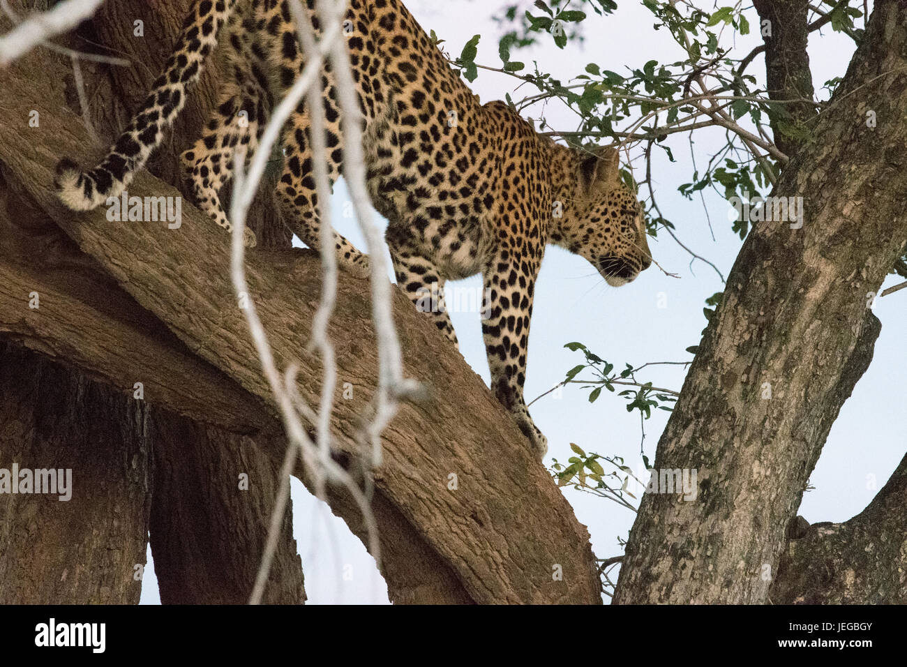 Leopard in tree Stock Photo - Alamy