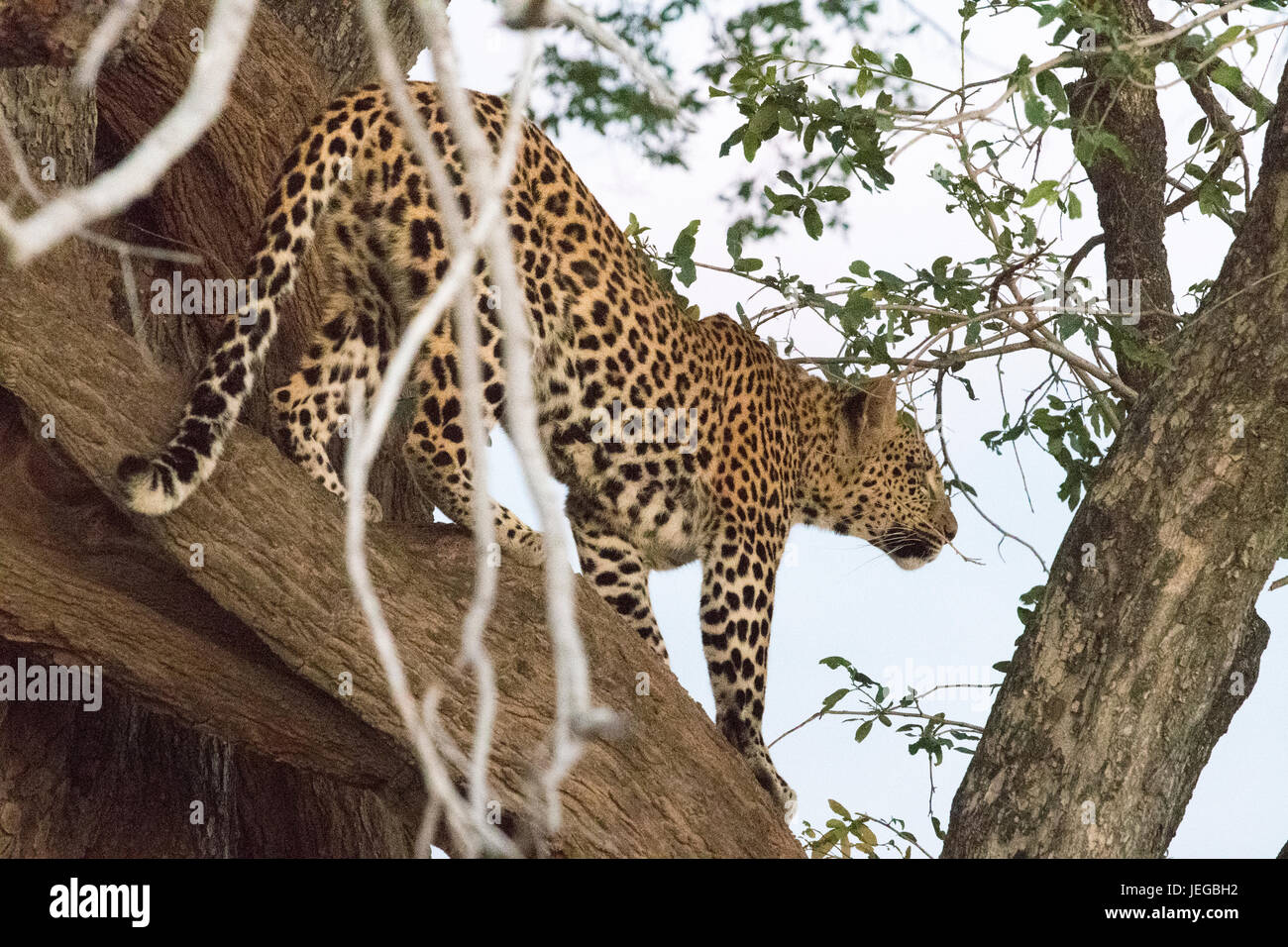 Leopard in tree Stock Photo - Alamy