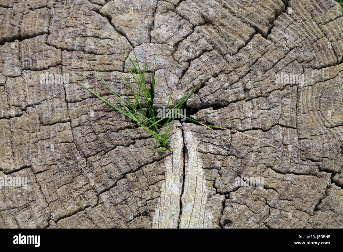 Cracked Tree Stump Tokyo Japan Stock Photo - Alamy