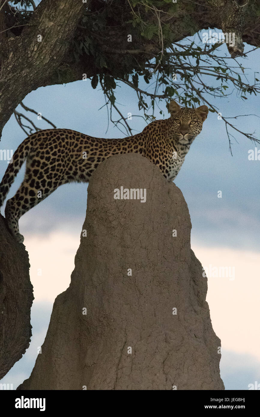 Leopard in tree Stock Photo - Alamy