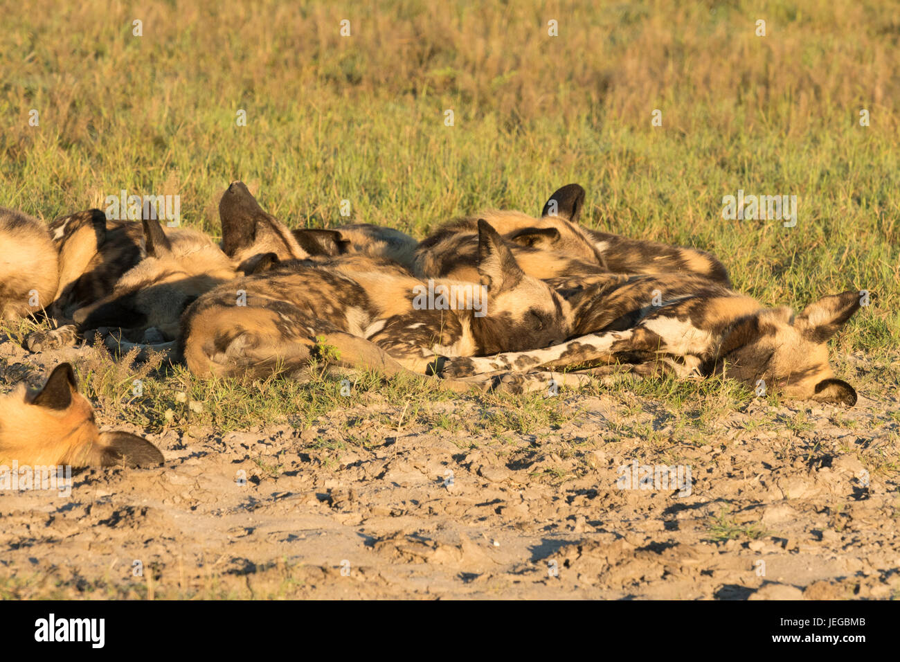 African wild dogs resting Stock Photo - Alamy