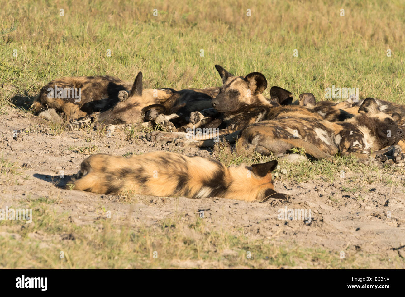 African wild dogs resting Stock Photo - Alamy